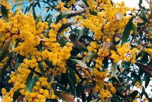 Local Area – Happy Wanderer Resort